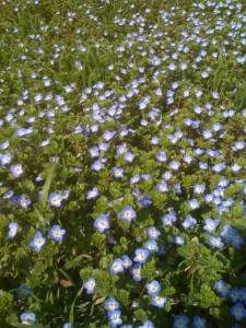 Bucurestiul s-a decorat cu violete/toporasi, ghiocei si albastrele ...