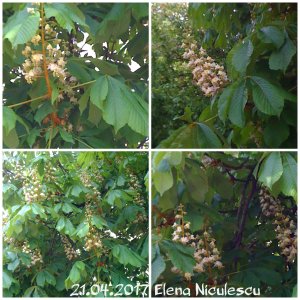 Castani infloriti in Bucuresti | Elena Niculescu